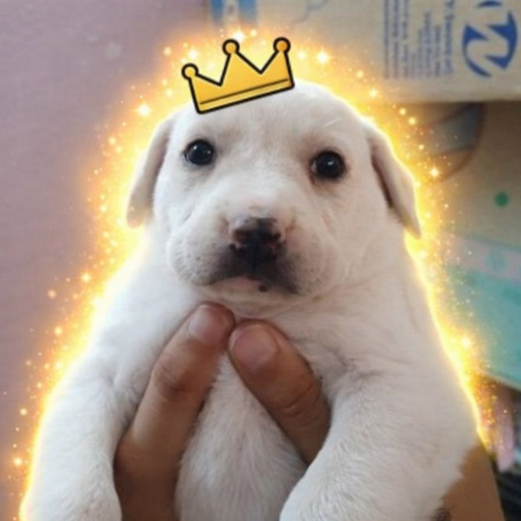 dolly (@dolly_usdc) / Posts / X