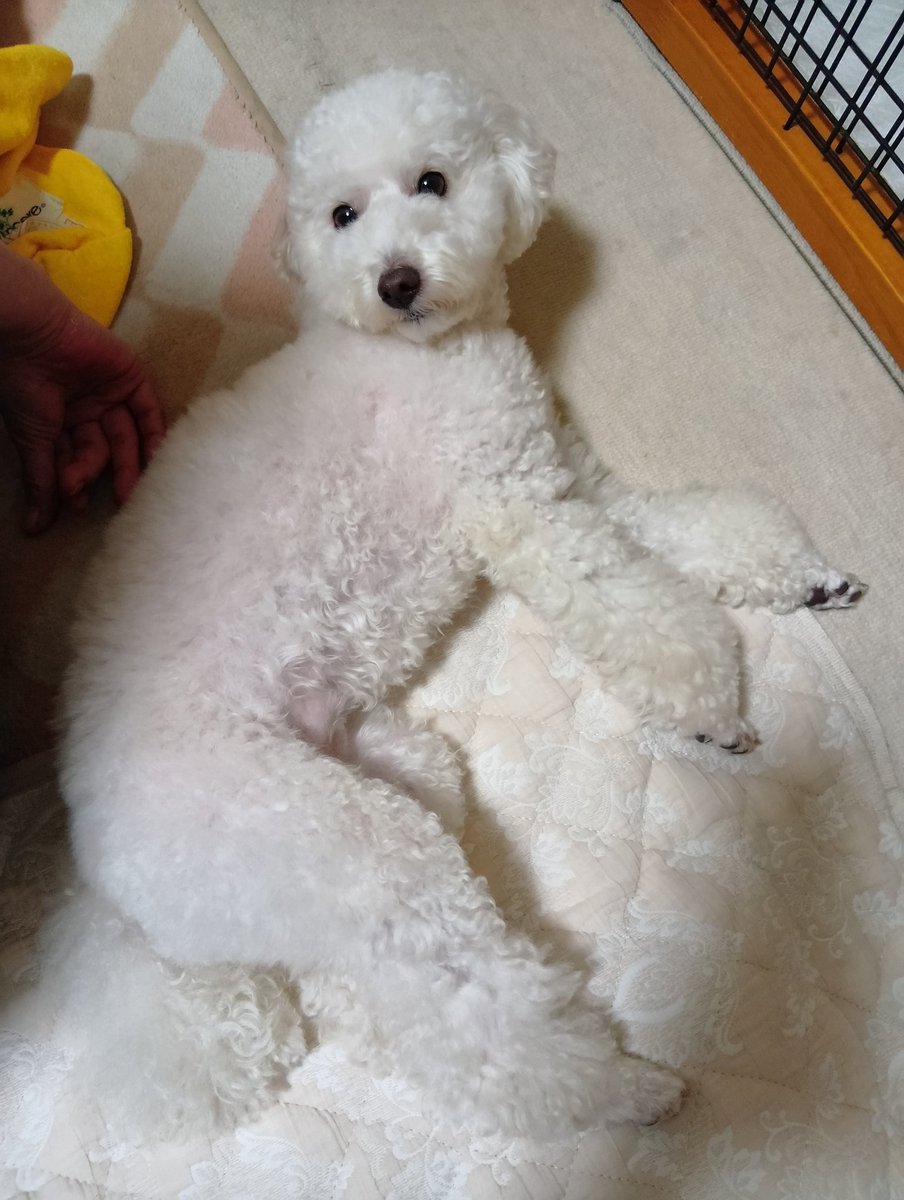 皆さん、おはようございます☺️ 今日もよろしくお願いします🐩🌸☀