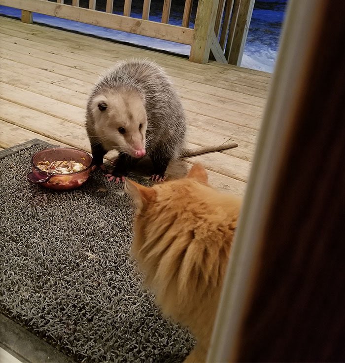 Fat Possum Goyim (@HossPossum) / Posts / X