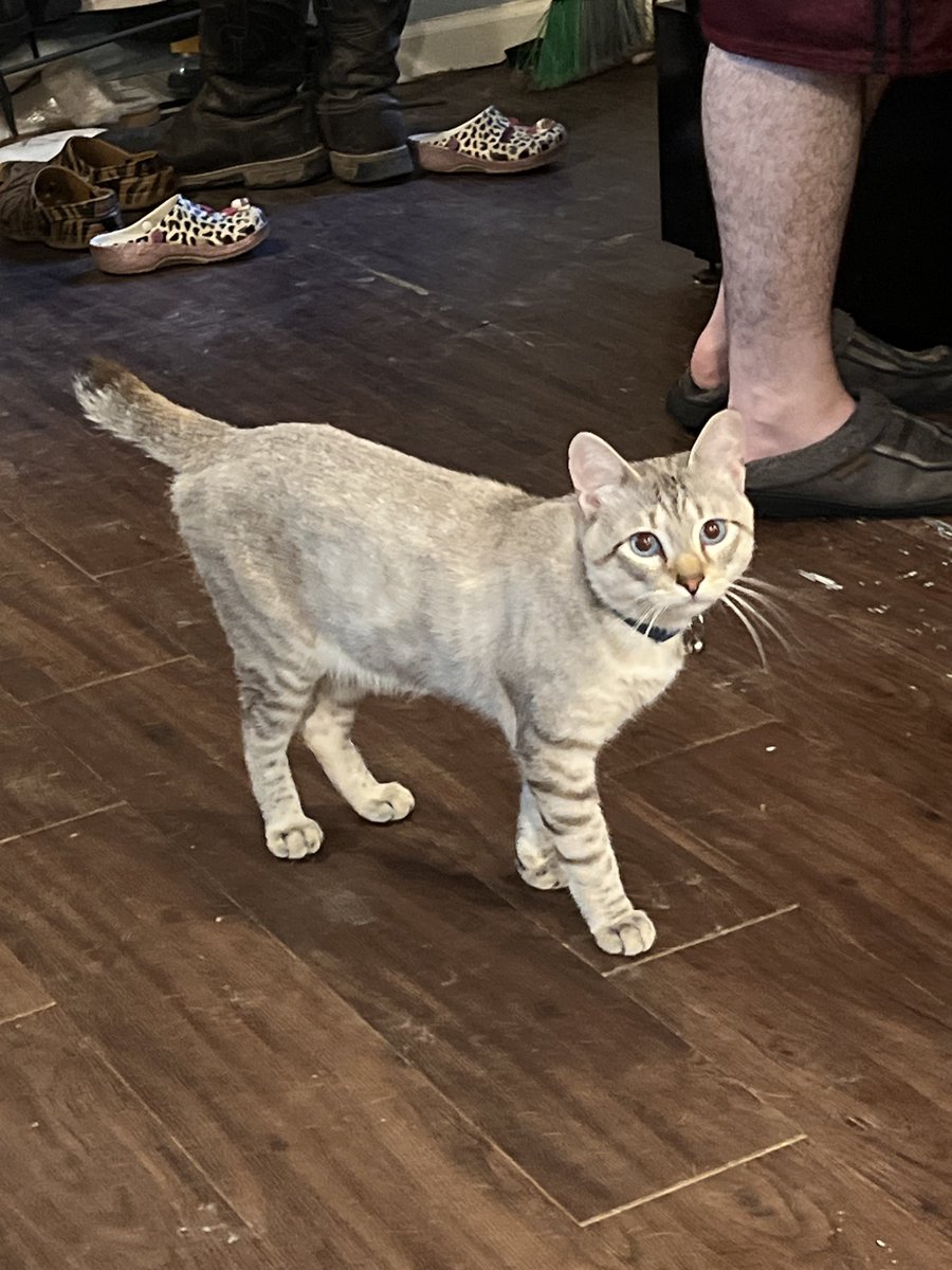 hi guys did you know that biscuit has a brother! my sister & i found ...