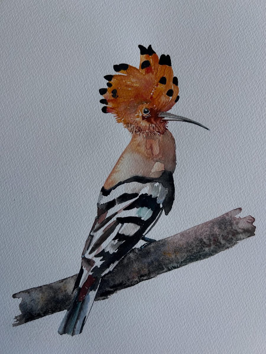 Hoopoe. The glam rocker of the European Bird world. They occasionally ...