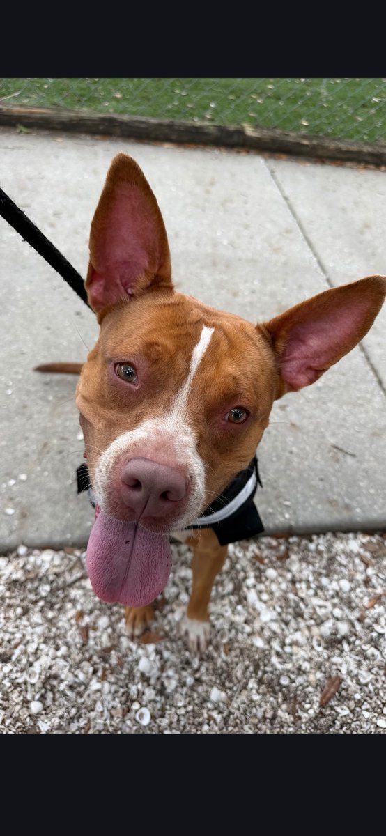 Hernando County Sheriff's Office Animal Services is in Pasco County at ...
