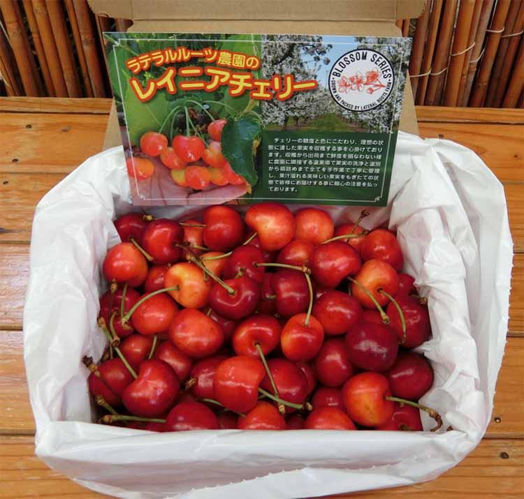昨日届いたアメリカNYの親類からのフルーツ！ ☆ワシントン州ラテラルルーツ農園:レイニアチェリー 濃厚な香りと甘みで美味なり！ ありがとう ...