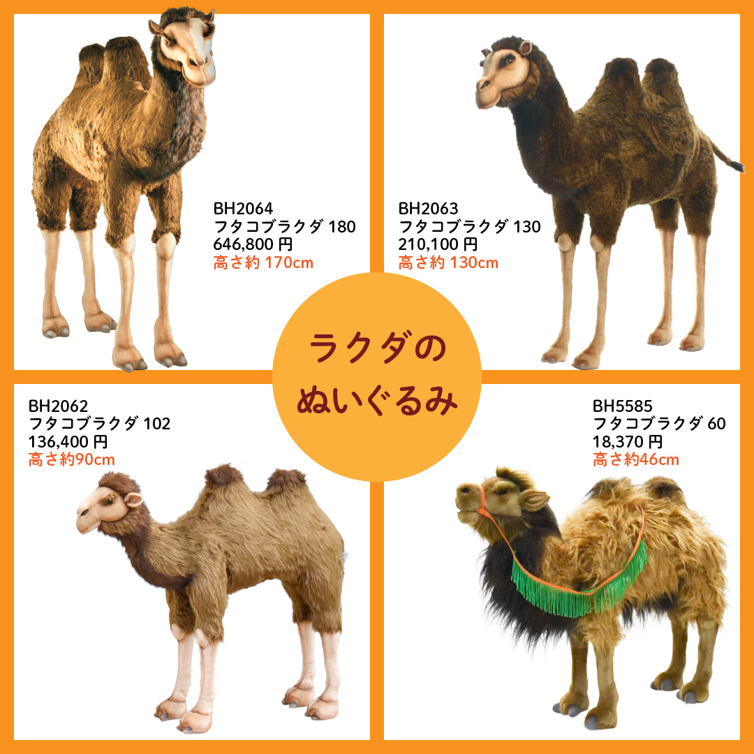 今日は世界ラクダの日🐫 ハンサ日本のラクダぬいぐるみ一覧です なんと3種が高さ1m前後のBIGサイズ‼️ https://t.co ...