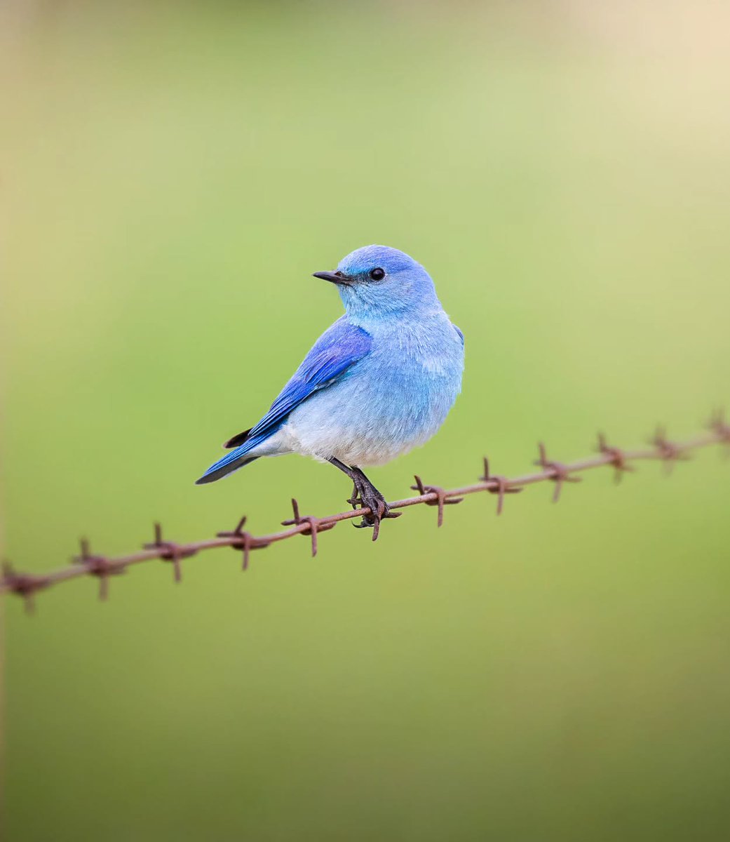 What kind of bird is this? https://t.co/AxAlKw6hBS