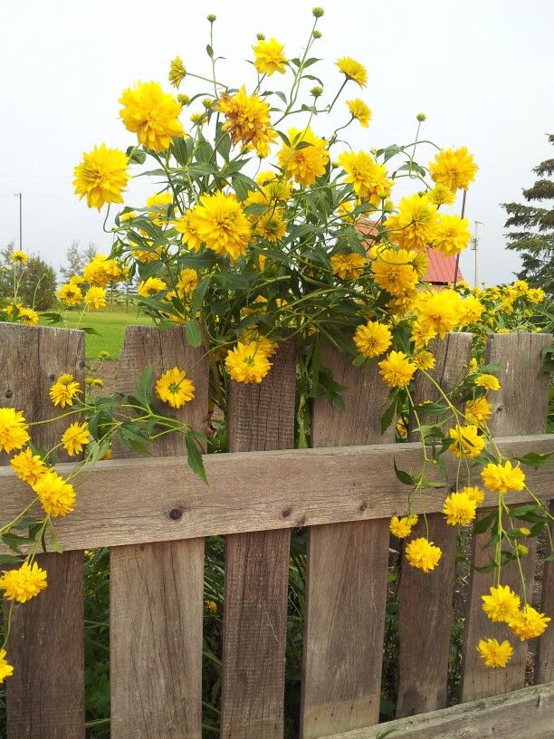 Yellow spilling over old wood and stretching across fields like the sun ...