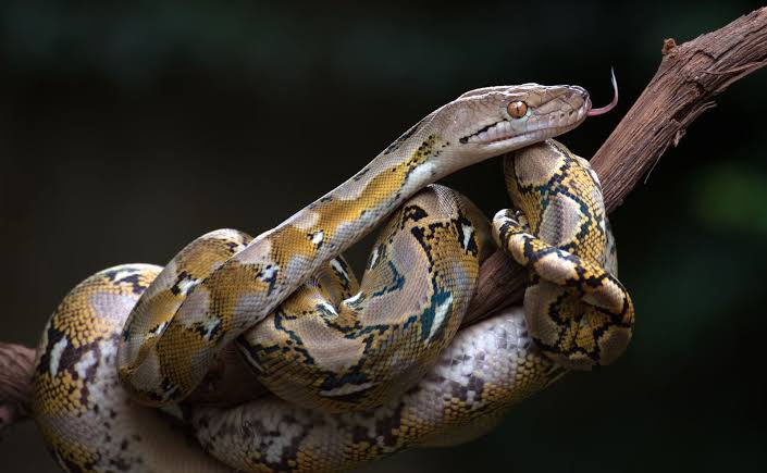 Wild Wednesday: The Reticulated Python is a species of Pythonidae ...