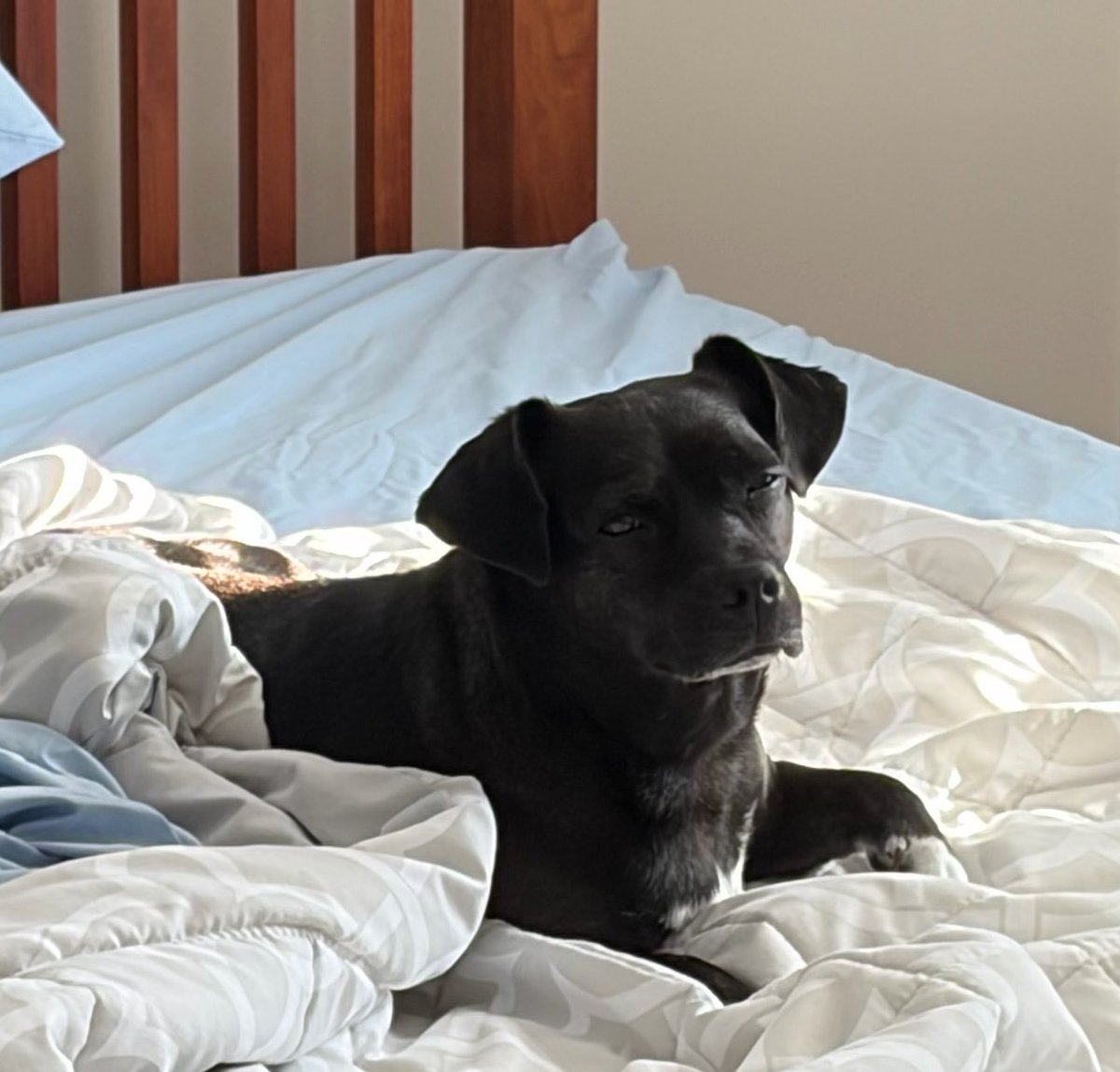 happy national dog day to my sweet baby angel pickles ‍了 https://t.co ...