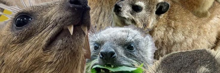 Hyrax protection club 🐾 (@kingofmyaugust) / Posts / X