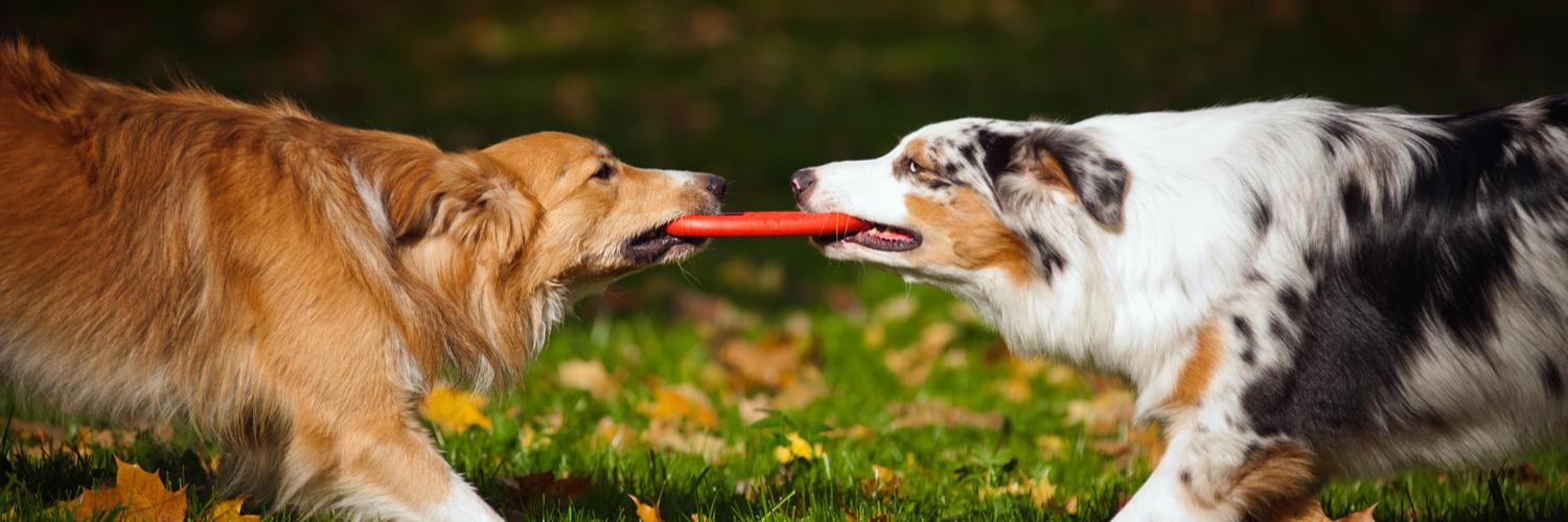 Ivy Pet Resort (@ivy_resort) / Posts / X