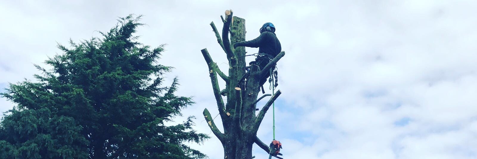Kent Valley (@KentValleyTrees) / Posts / X