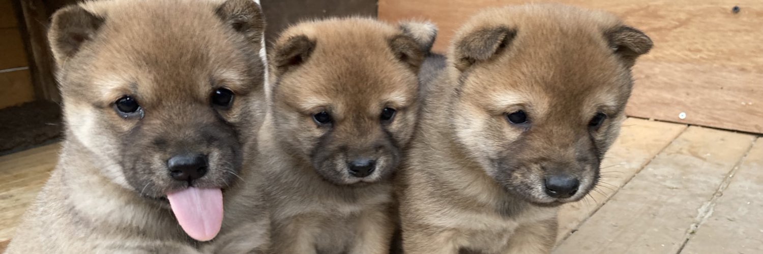 山陰柴犬^ᴥ^もなか (@sanin_48_monaka) / Twitter