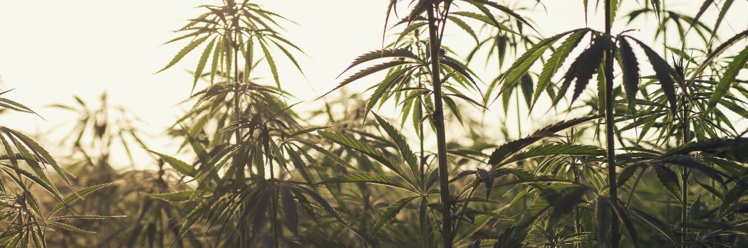 Alpine Dispensary (@Alpine_Cannabis) / Posts / X