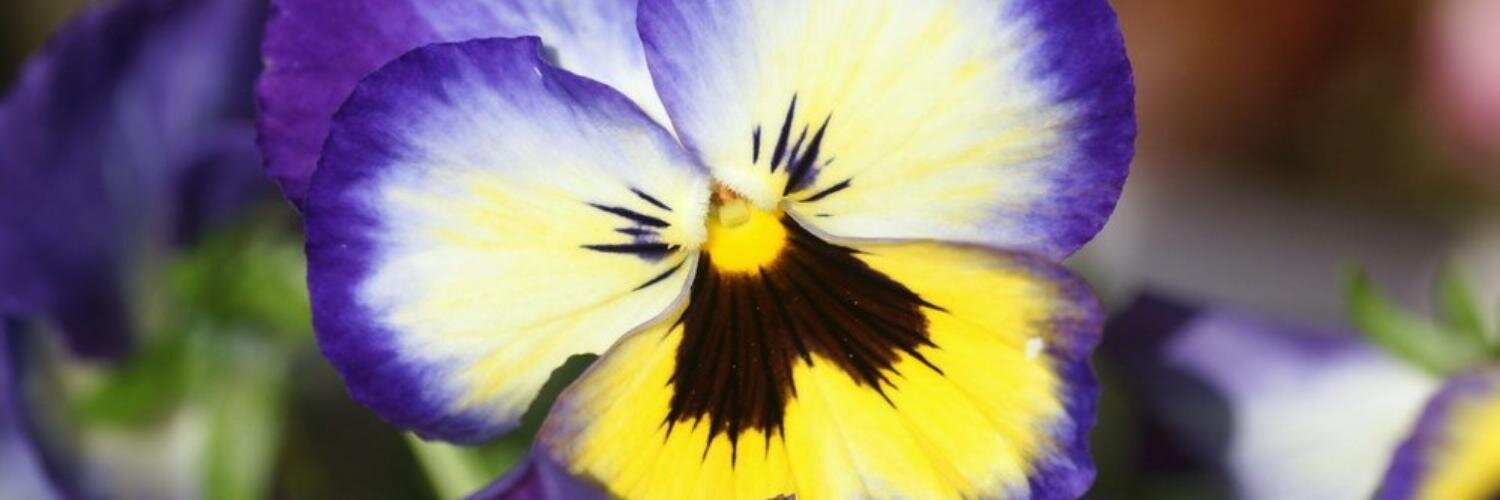 Springtime (@SpringtimeCtr) / Posts / X