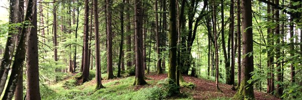 Österreichs Wald @Unser_Wald X Profile | Muskviewer