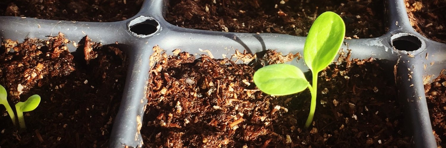 Botanical Belonging (@BotanicalBelong) / Posts / X