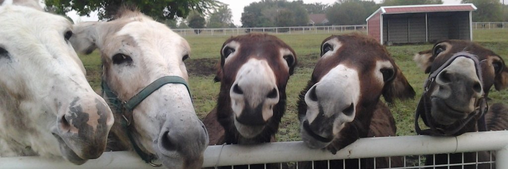 Lucky Glider Rescue & Sanctuary (@LuckyGlider) / Posts / X
