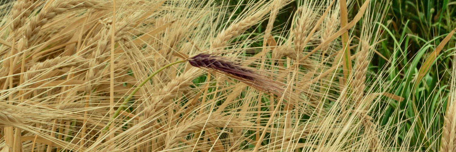 Agricultura elemental (@agr_elemental) / Posts / X