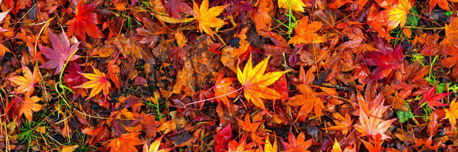 Lillie Dixon Bokep Mesum Adult (@LillieDixonc348) / Twitter