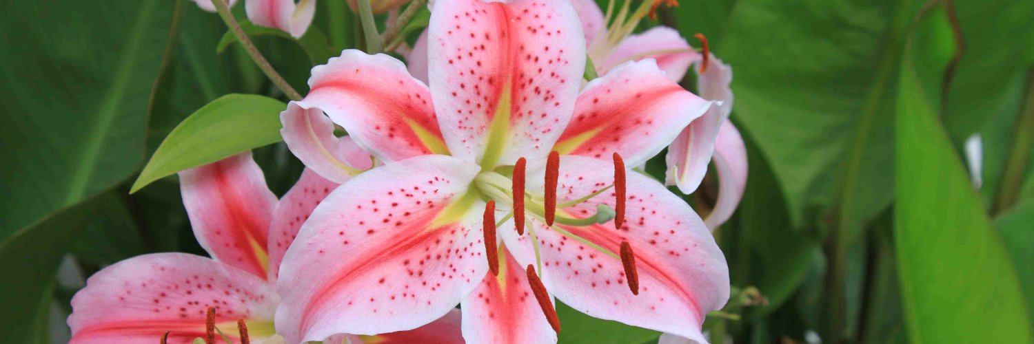 Bokep Vidio Indo Online Download (@RainaLarsenr818) / Posts / X