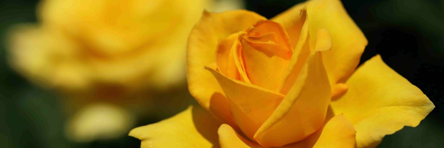 Ratu Antika Bokep Indo Nontop Bokep sexx 18+ (@KelvinGibsoy547) / Twitter