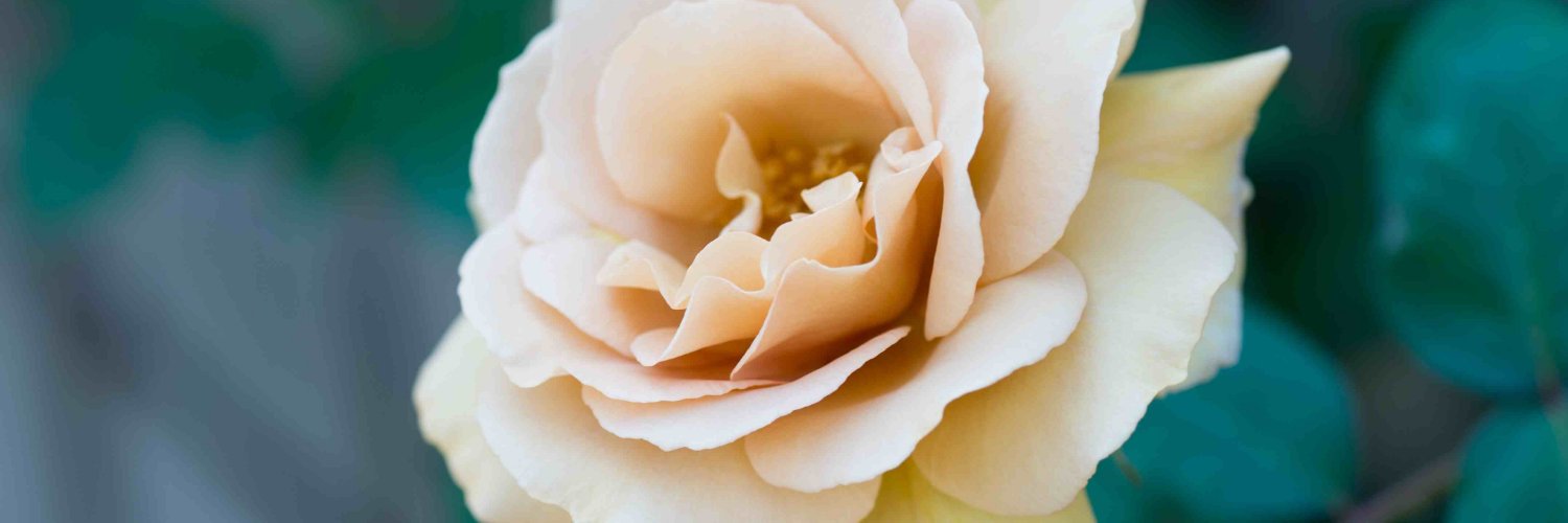 Nickolas Bokep XXX Free sex Anals De Sexo Porn (@RiyaKochu833) / Twitter