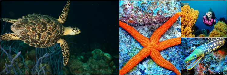 Blu Water Scuba (@BluWaterScuba) / Posts / X