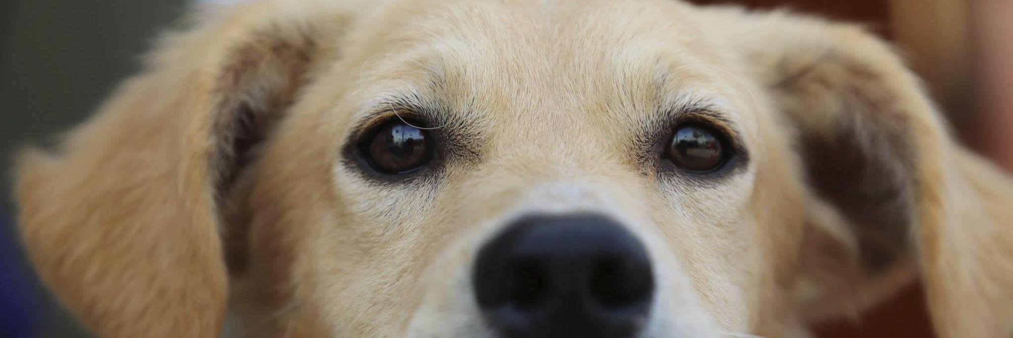 Loving All Animals (@LovingAllAnimal) / Posts / X