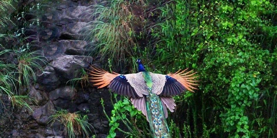 Dr. Angelia Peacock (@alpeacock) / Posts / X