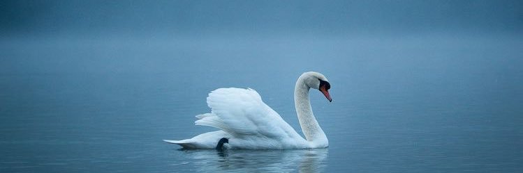 White swan (@wwwhiteswan) / Posts / X