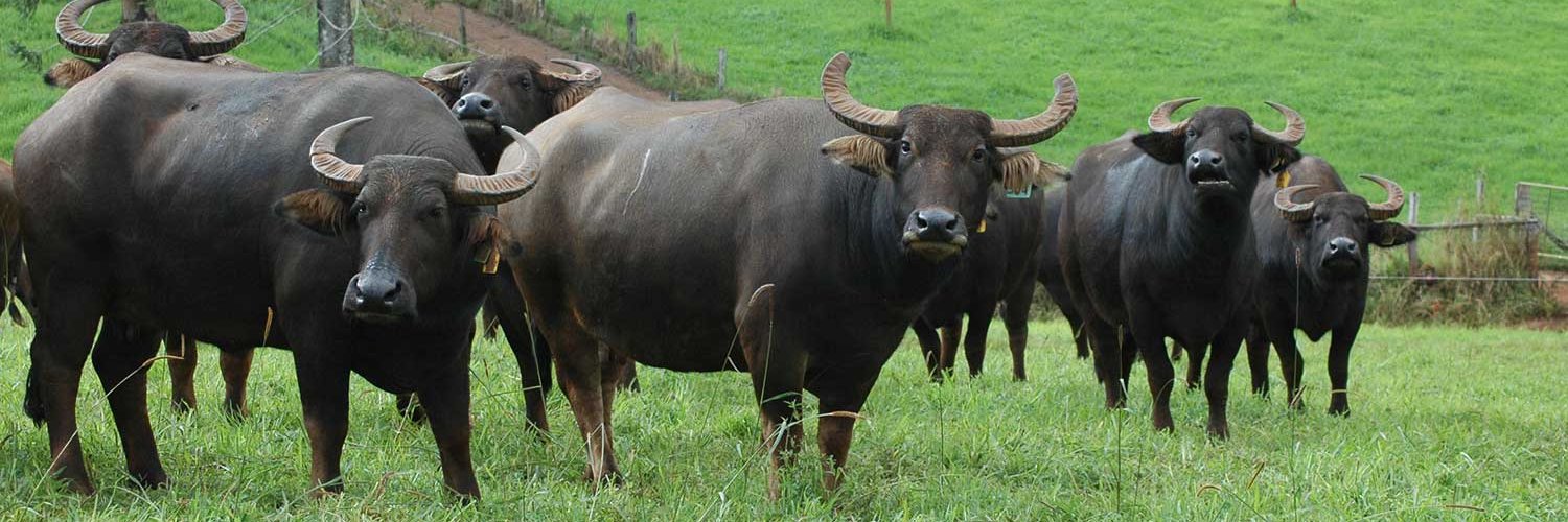 Buffalo (@buffalo_xyz) / Posts / X