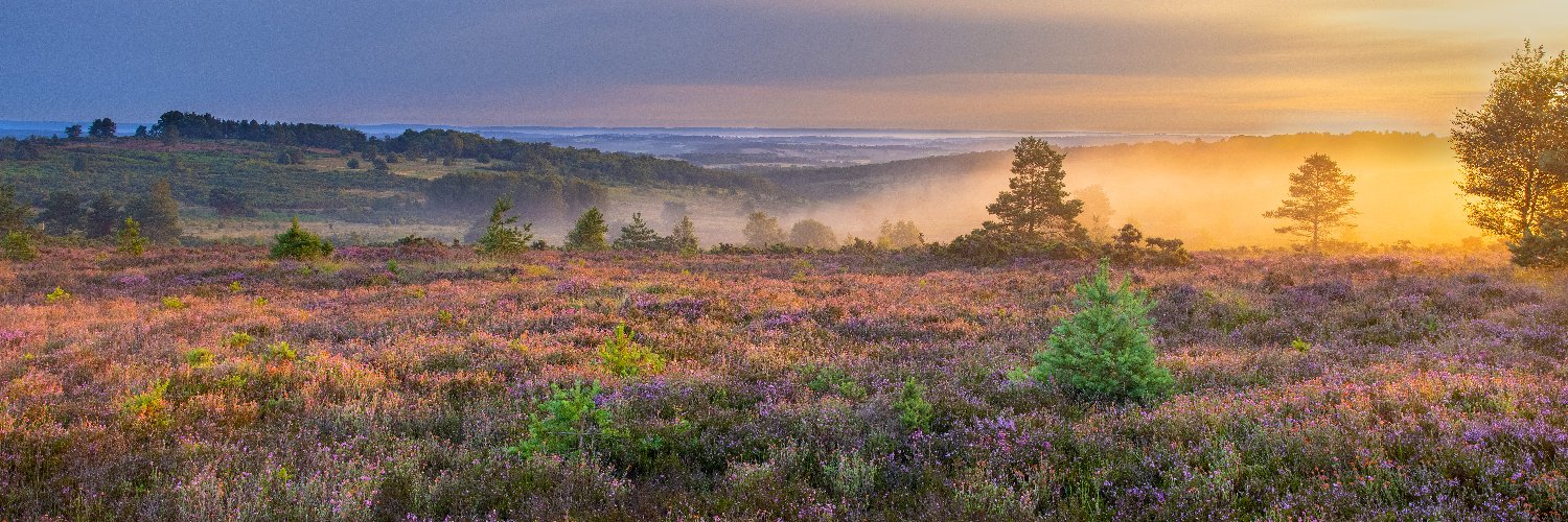 Ashdown Forest (@Ashdown_Forest) / Posts / X
