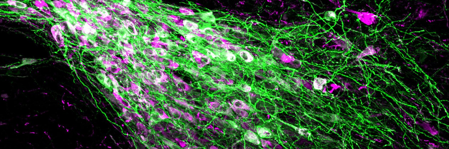 Natale Sciolino, PhD (@Sciolino_Lab) / Twitter