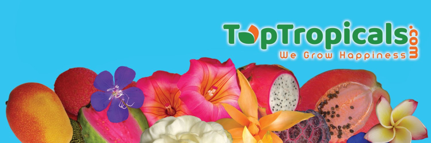 TopTropicals.com on Twitter: "#Strongylodon macrobotrys - Jade #vine is a flower you need to see ...