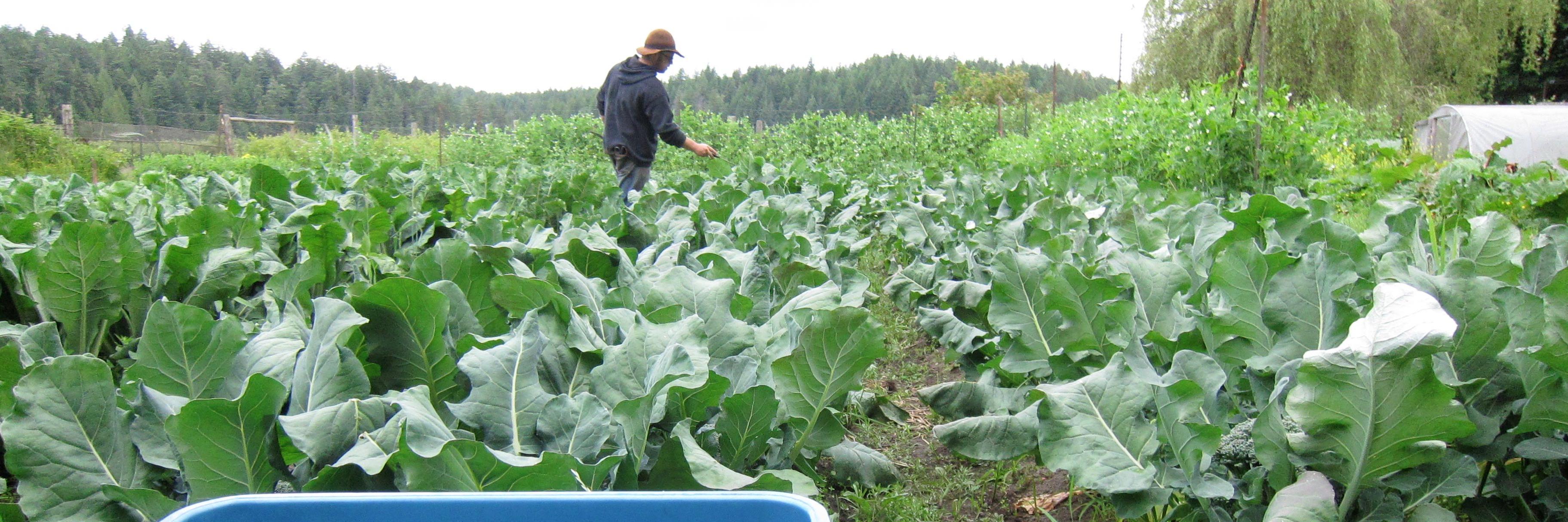 Linnaea Farm (@LinnaeaFarm) / Posts / X
