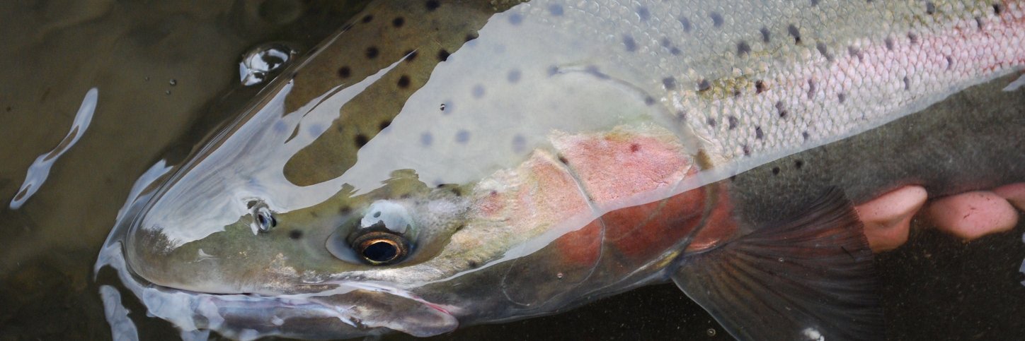 Pacific Fly Fishers (@PacFlyFishers) / Posts / X