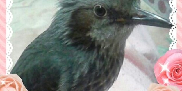 cheche(@alice_rosebud) - Twilog