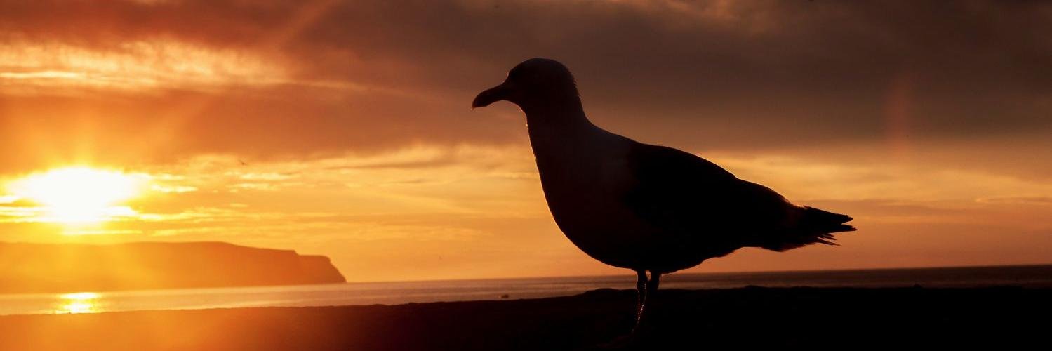 Real Whitby (@ReallyWhitby) / Posts / X