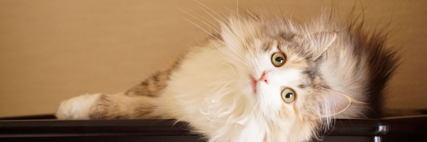 シルキー (@silky0702) / Twitter