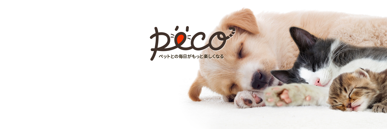PECO[ペコ]編集部 (@PECO_japan) / Posts / X