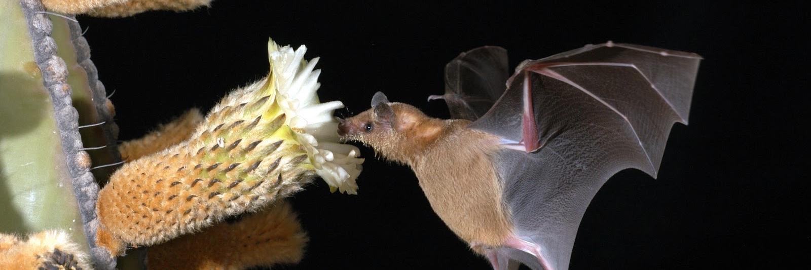 Angelica Menchaca, PhD (@latin_bat) / Posts / X