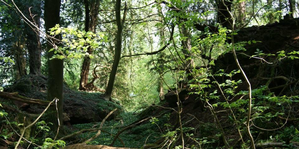 Cotswold Ecology (@cotswoldecology) / Posts / X