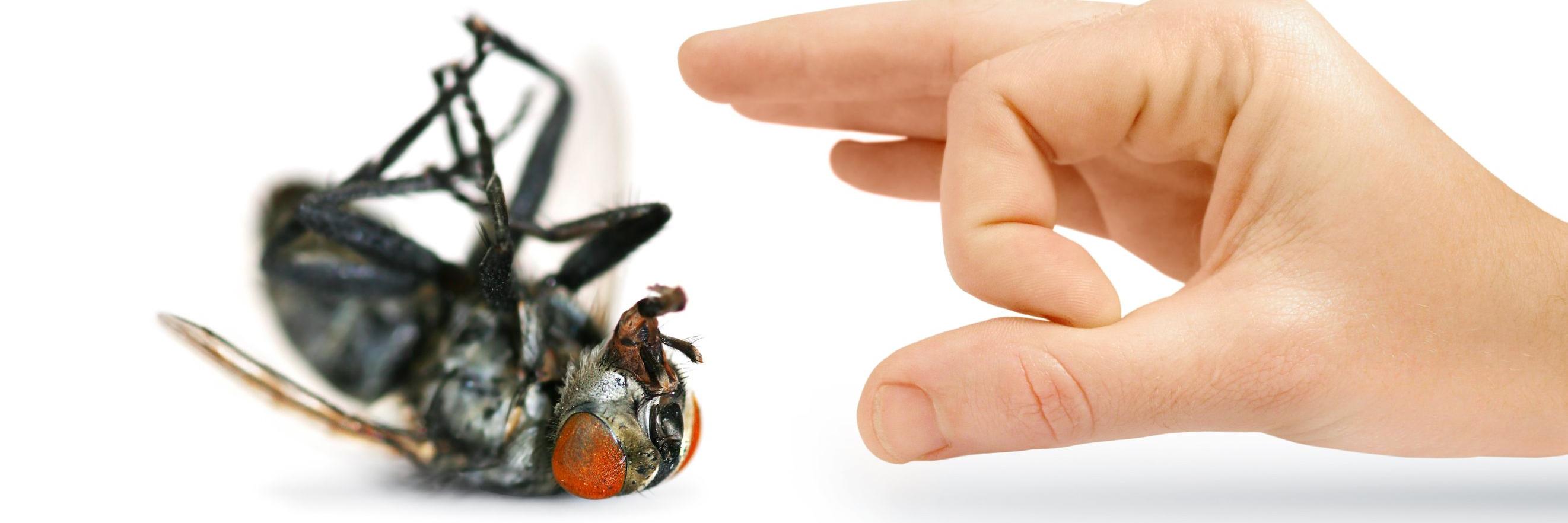 Pest Exterminator (@Pest_Hamilton) / Posts / X