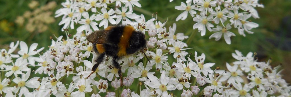 Scotswood Natural Community Garden – Food Citizenship