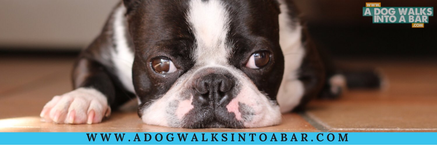 dogwalksintoabar (@dogwalksintobar) / Posts / X