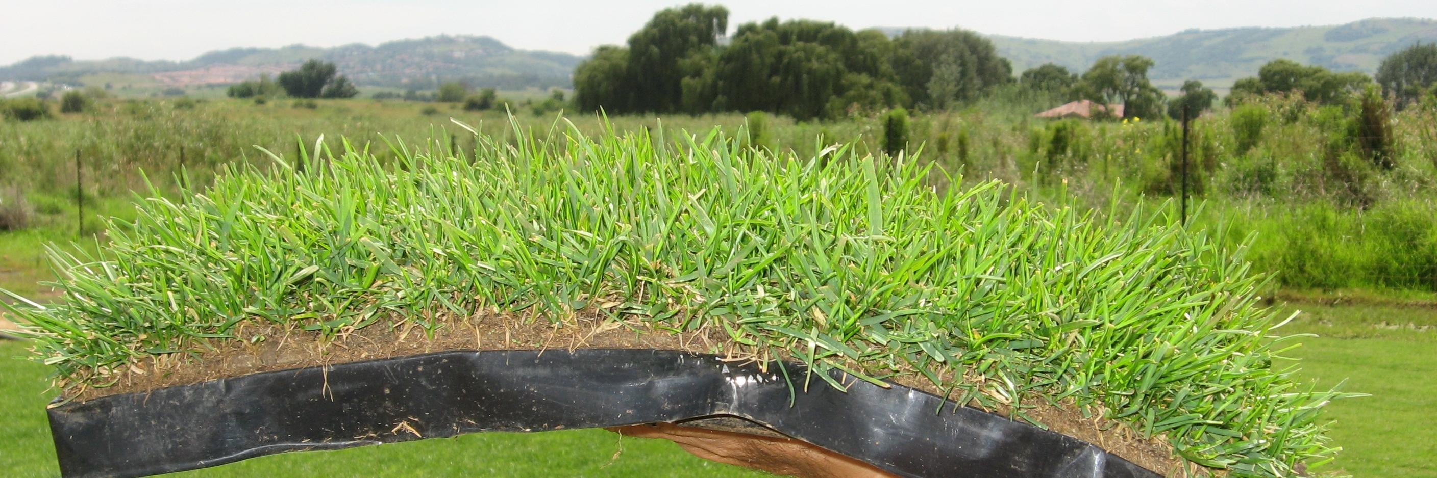 Evergreen Turf (@evergreenturfZA) / Posts / X