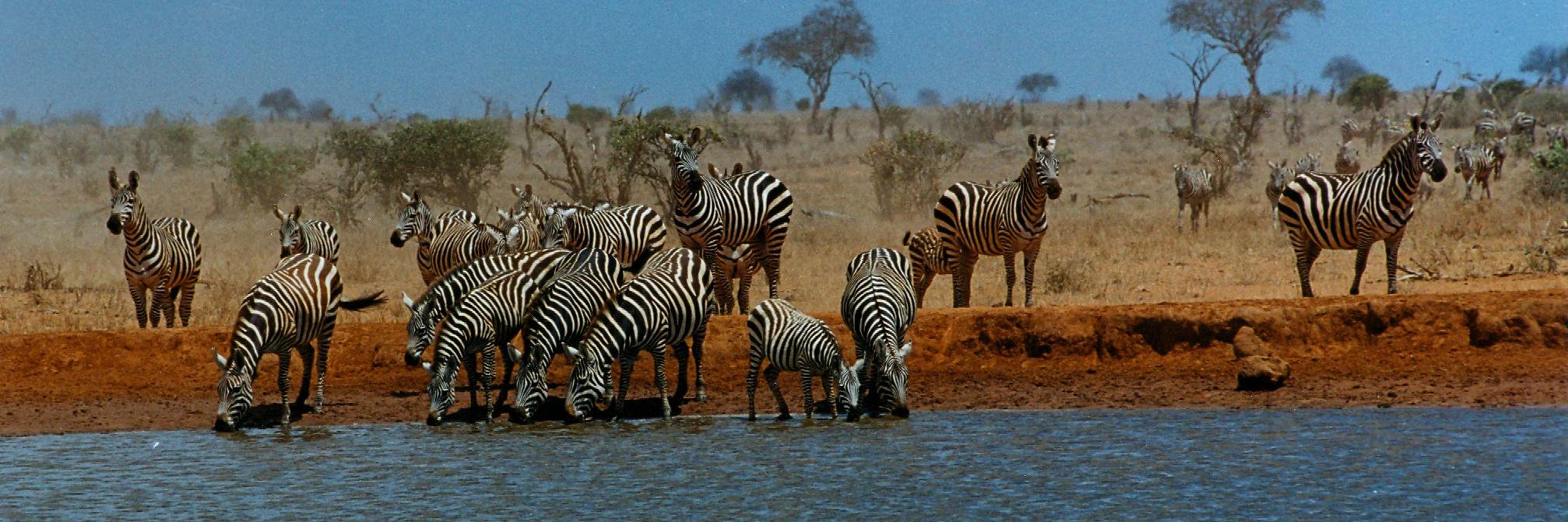 Animal People (@Animal__People) / Posts / X