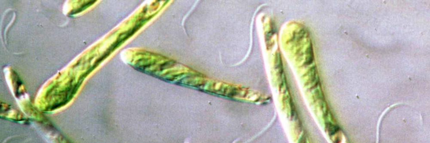 Phylum Euglenophyta (@peuglenophyta) | Twitter