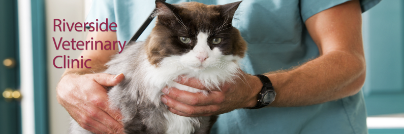 Riverside Vet Clinic (@Riversidevet1) / Posts / X