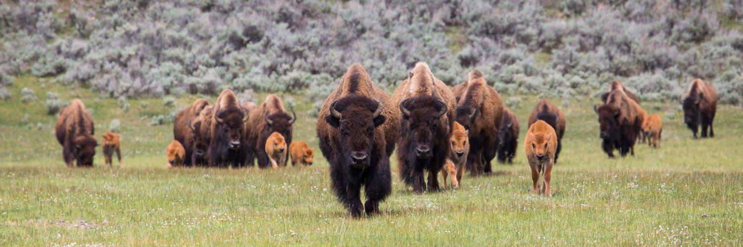 Yellowstone National Park (@YellowstoneNPS) / Posts / X